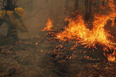 El Modelo Forestal Desde Pinochet La Chispa Detrás De Los Incendios En