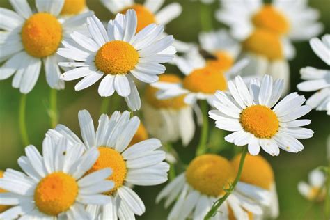 Planta De Manzanilla Cuidados Y Beneficios Remedios Naturales