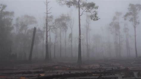 Deforestation In The Amazon Rainforest Stock Footage Video Of Silviculture Preservation