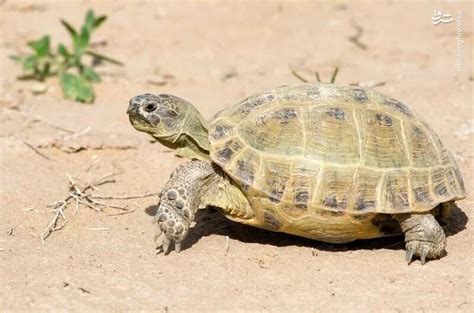 با حیوانات کویر ایران آشنا شوید