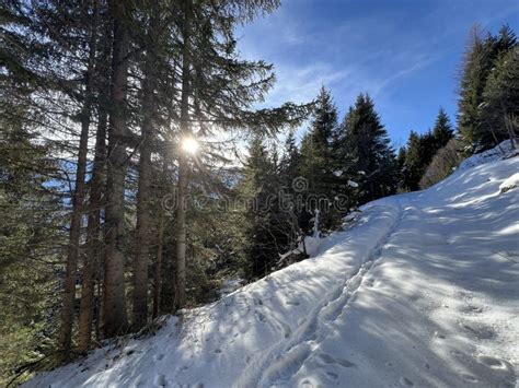 Alpine Forest Trails In A Typical Winter Environment And Under Fresh