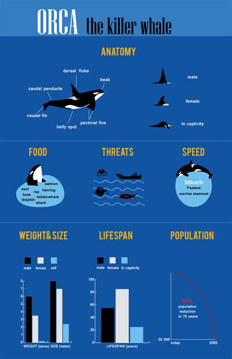 Orca The Killer Whale Infographic Killer Whales Orca Whale Facts