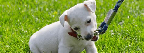 How To Leash Train Your New Puppy Tlc Pet Food