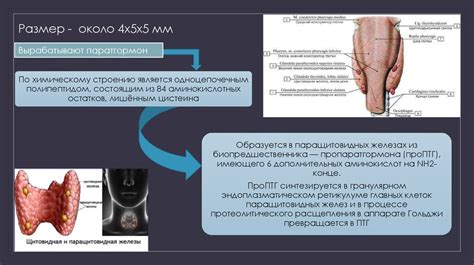 Паращитовидные железы презентация онлайн