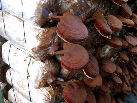The Walking Tripod Ganoderma Mushroom Plantation Tour
