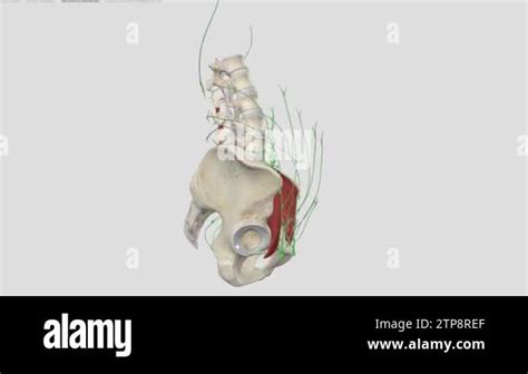 Abdominal Lymphatic System Stock Videos And Footage Hd And 4k Video Clips Alamy