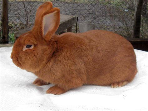 About New Zealand Rabbits Red And White Breed Characteristics And
