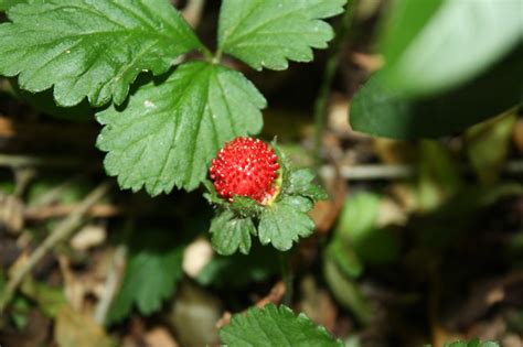 Wilde Erdbeeren Im Garten
