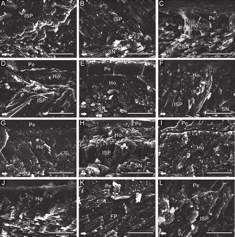 shell microstructures observed using sem the outer shell layer is