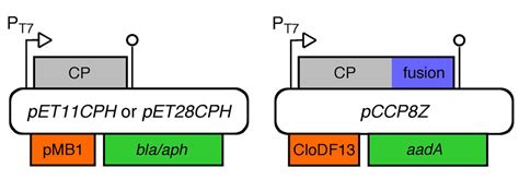 Assembly Of Hybrid Bacteriophage Qbeta Virus Like Particles Abstract