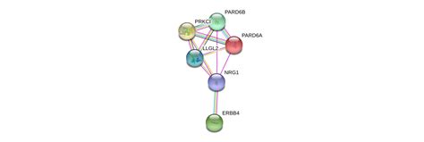 Nrg1 Gene Genecards Nrg1 Protein Nrg1 Antibody