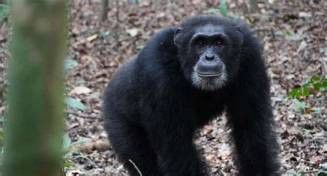Chimpanzees Use Human Like Warfare Tactics To Expand Their Territory