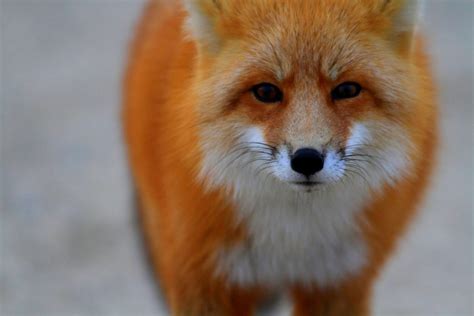 Fox Good Nature Travel Blog