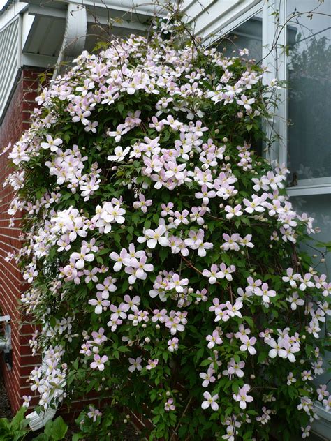 Climatis A Beautiful Addition To Your Garden