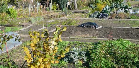 Lyon Environnement Les Jardins Ouvriers Centenaires Font Le Bonheur