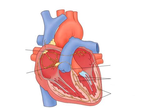 Diagram 6 Diagram Quizlet