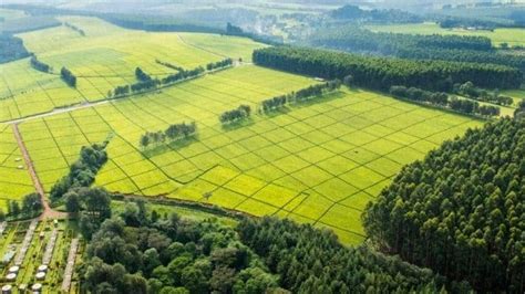 Kenya Tea Growers Raise Alarm Over Escalating Tea Estate Invasions