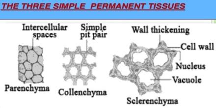 Difference Between Meristematic Tissue And Permanent Tissue QS Study