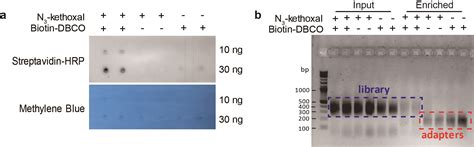 Kethoxal Assisted Single Stranded Dna Sequencing Kas Seq For Capturing Transcription Dynamics