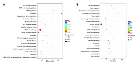 Top20 Kegg Pathways Enrichment Of Upregulated Degs Ovary Vs Testis