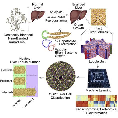 In Vivo Partial Reprogramming By Bacteria Promotes Adult Liver Organ Growth Without Fibrosis And