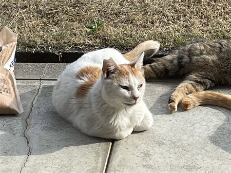 唐揚げの龍太 on Twitter これは香箱座りしてるけどなんか変だし顔が怖いゆきちゃん とても優しい子です