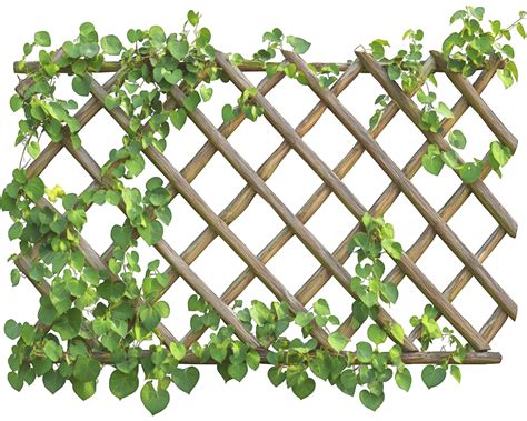 A Trellis With Green Leaves And Vines 59042297 Png