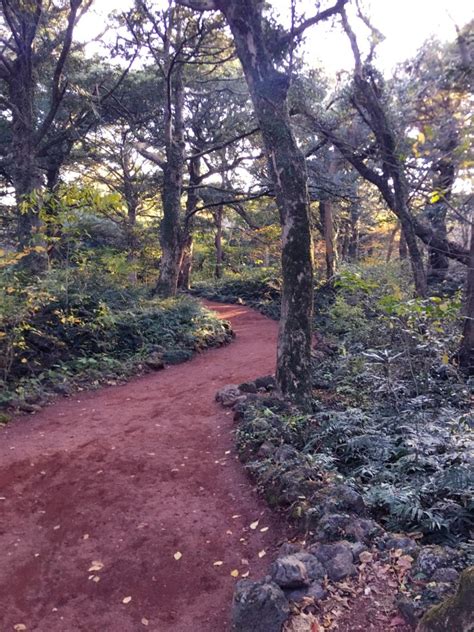 제주 비자림 천년의 숲 비자림제주도 가벼운 산책코스 추천 네이버 블로그