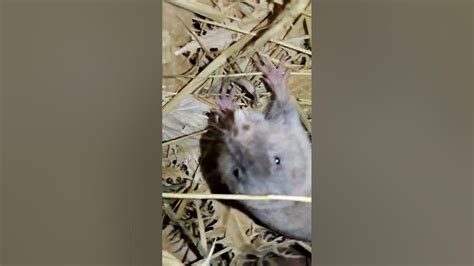 موش کور در زیر کوه سبسکراب یادتون نره ️ Youtube