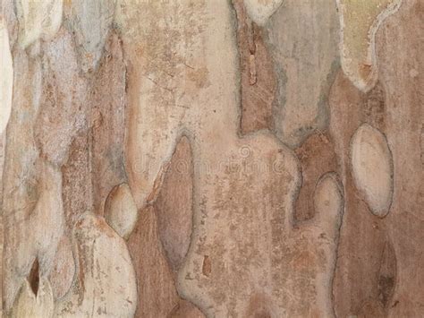 Tree Bark Surface And Texture Stock Image Image Of Pine Brown 167313949