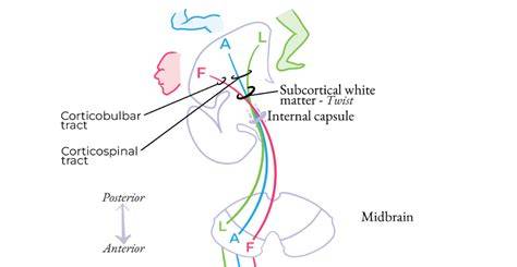 What Is The Corticobulbar Tract