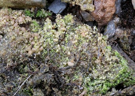 Vezdaea Leprosa West Glamorgan Flora