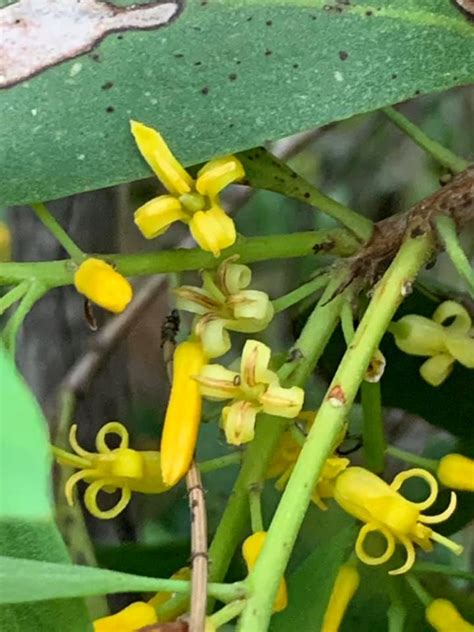 Geographe Geographe Community Landcare Nursery Inc