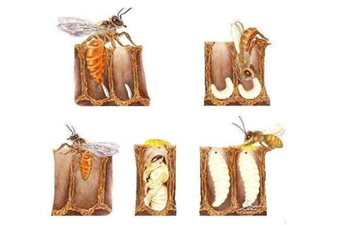 La Alimentación De Las Abejas Apis Mellifera Ecocolmena