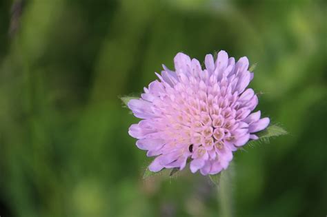 超过 30000 张关于 Malé Scabious”和 自然”的免费图片 Pixabay