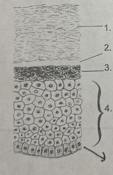 A P Lab Fig 10 1 Diagram Quizlet