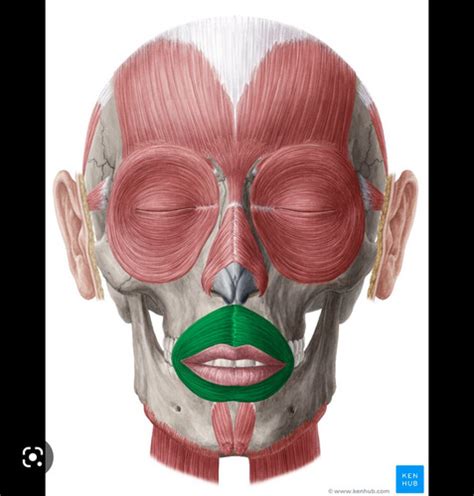 Labeling Muscular Flashcards Quizlet