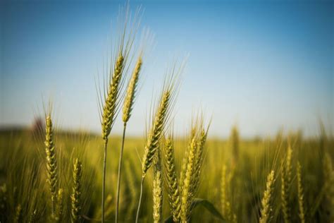 Lagriculture Durable Commence Par Des Sols En Bonne Santé