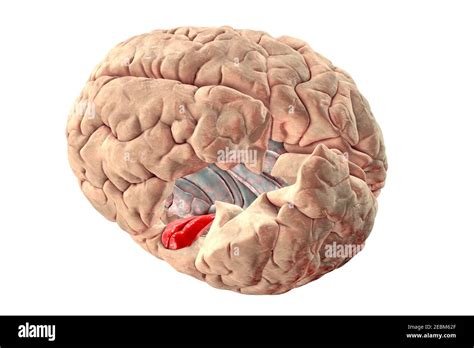 Primary Auditory Cortex