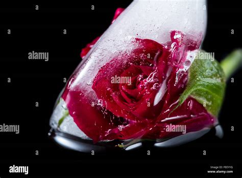 Close Up Of A Small Red Rose Frozen In An Ice Cube Adding Beautiful