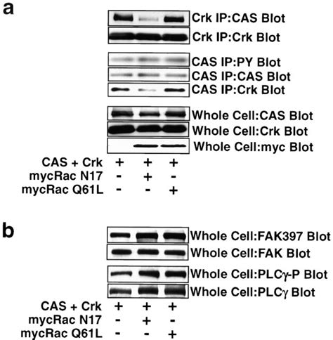 Rac Activity Regulates Assembly Of Cas Crk Complexes In Cells Cos 7 Download Scientific