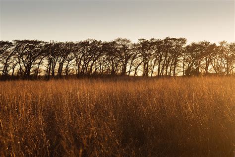 What Is The Future Of Switchgrass All Native Seed Llc