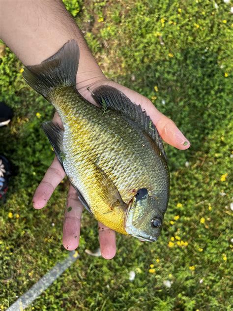 Any Of You Good At Identifying Bluegill Sex Rfishingforbeginners