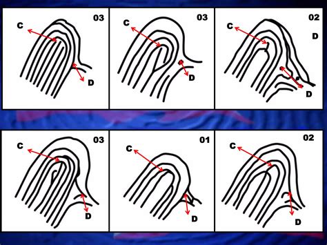 Fingerprint Classification Loop Patterns Pptx