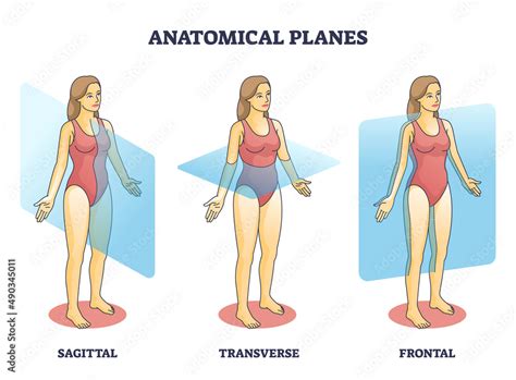 Anatomical Planes Examples For Medical Human Body Transection Outline Diagram Labeled