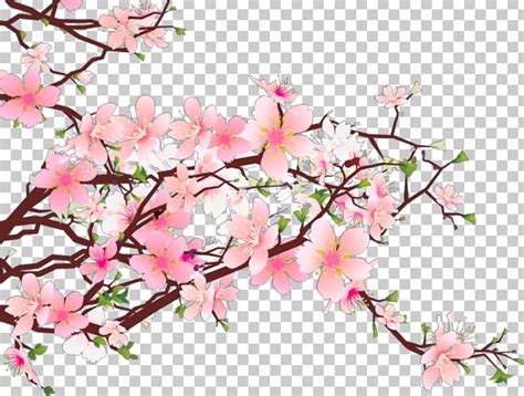 Cherry Blossom Portable Network Graphics Png Clipart Azalea Blossom