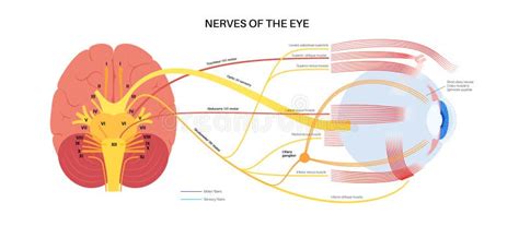 Motor Nerves Of The Eye Stock Vector Illustration Of Nerve 326058580