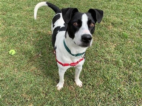Take Advantage Of Adoption Special Find A Forever Friend Mission