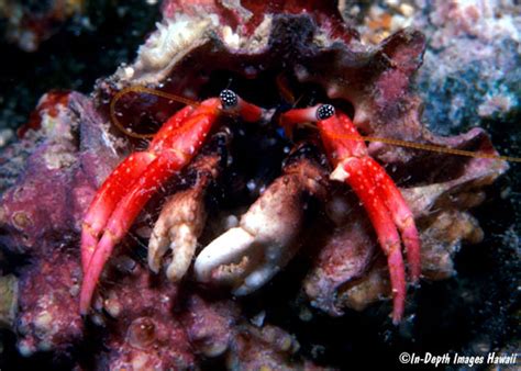 Calcinus Laurentae Hawaii