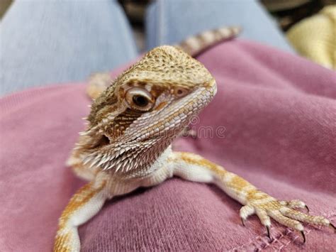 Breaded Dragon Fun Stock Image Image Of Hand Breaded 304825391